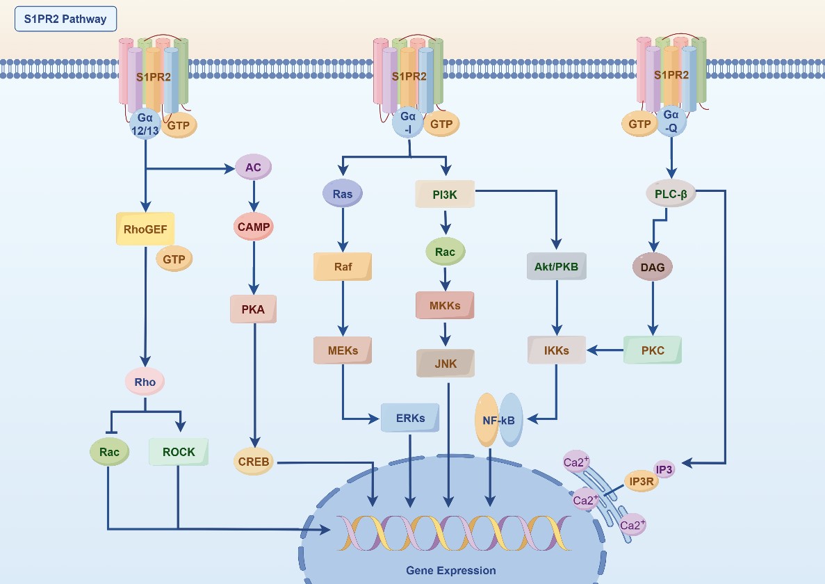【李晓杨课题组】在药学顶刊Medicinal Research Reviews发表综述