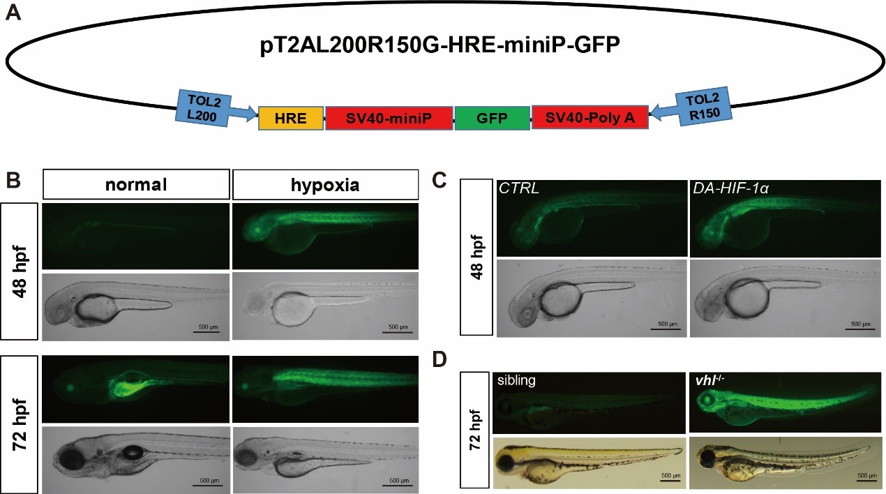 【卢玲课题组】发现前折叠素蛋白3通过CHIP选择性负调控HIF-1α参与机体氧感应调控