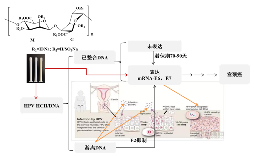 【李春霞课题组】海洋多糖抗病毒活性研究及其应用